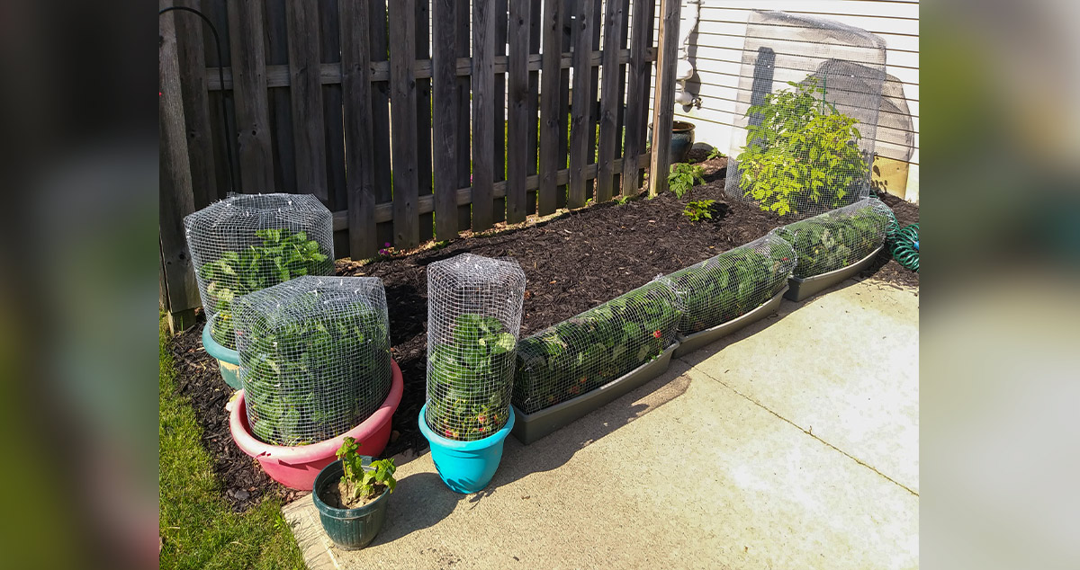 Strawberry Garden Enclosure - Project by Mark at Menards®