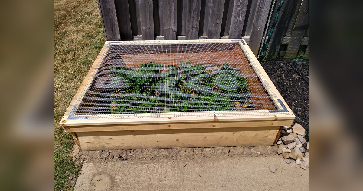 Strawberry Garden Enclosure - Project by Mark at Menards®
