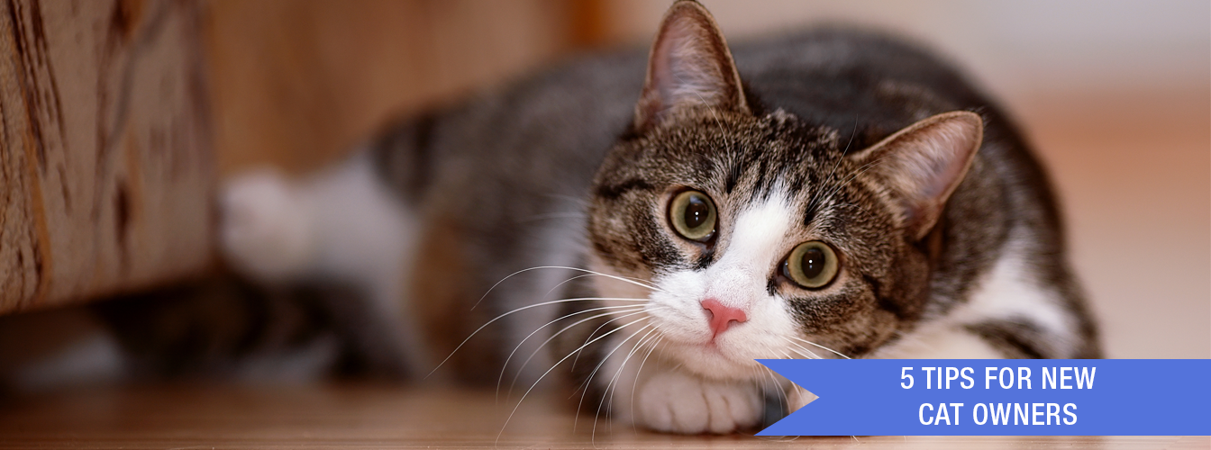 5 Tips for New Cat Owners at Menards®