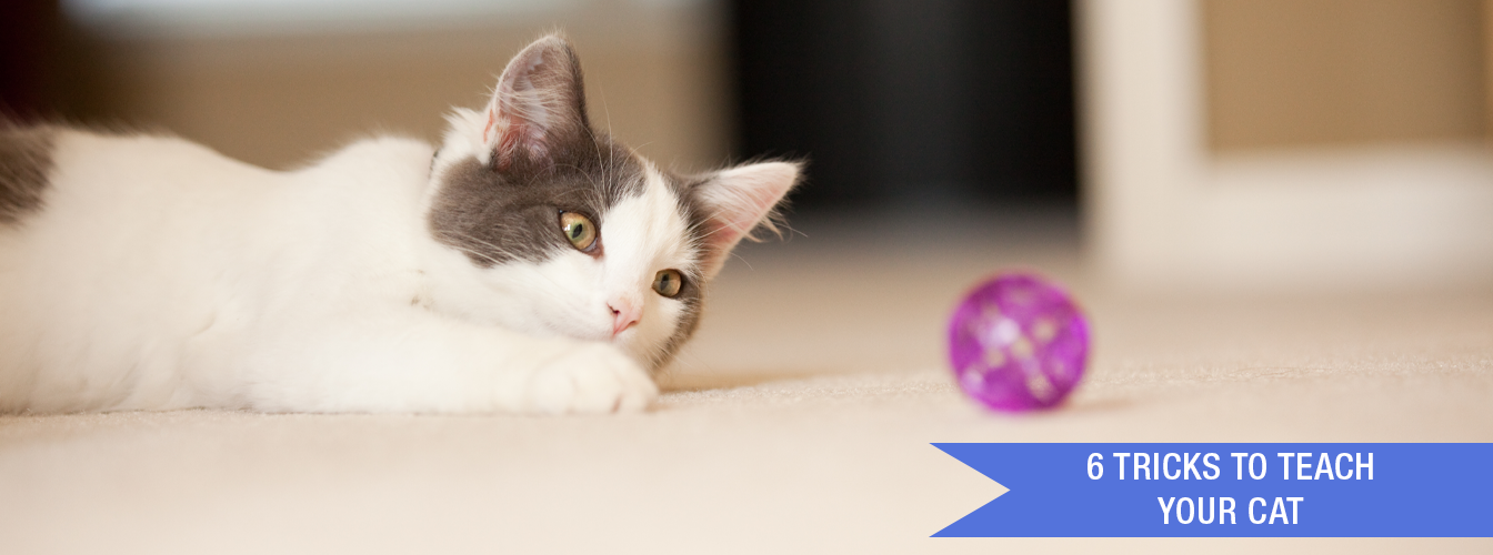 6 Tricks to Teach Your Cat at Menards®