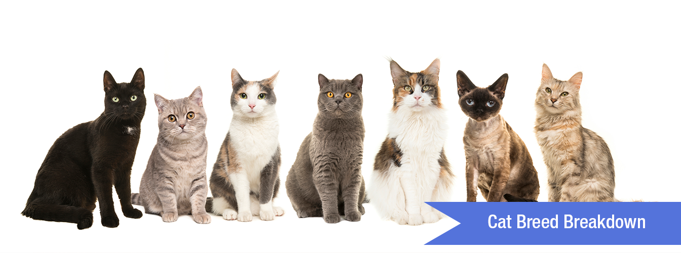 Cat Breed Breakdown at Menards®