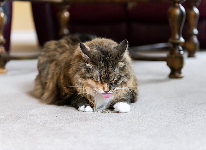 Cats on Catnip at Menards®
