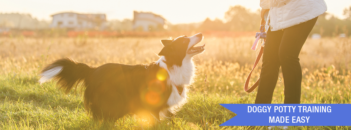 Doggy Potty Training Made Easy at Menards®