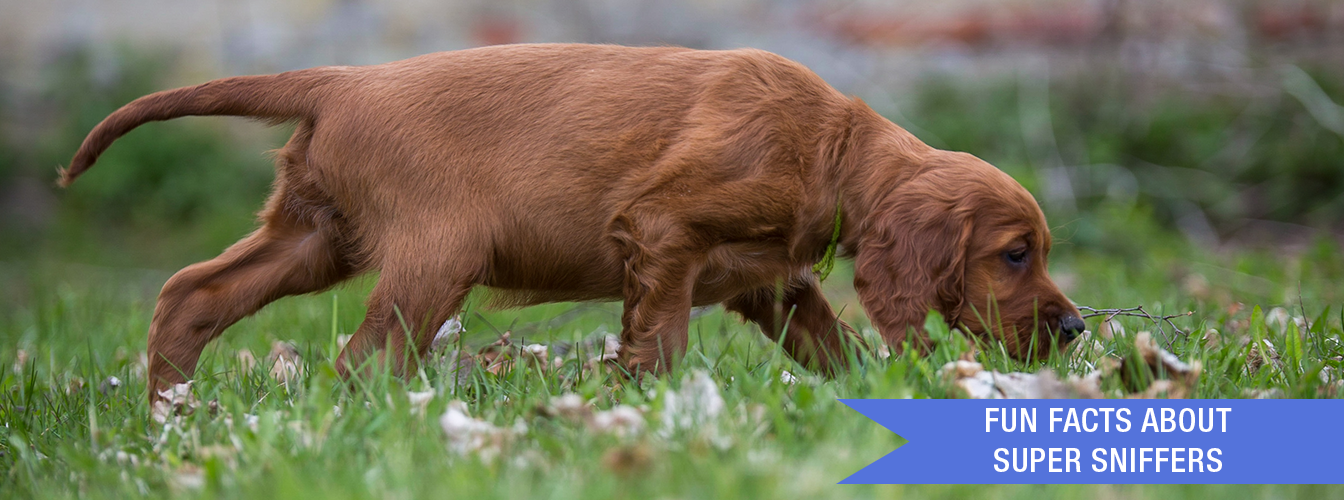 Fun Facts About Super Sniffers at Menards®