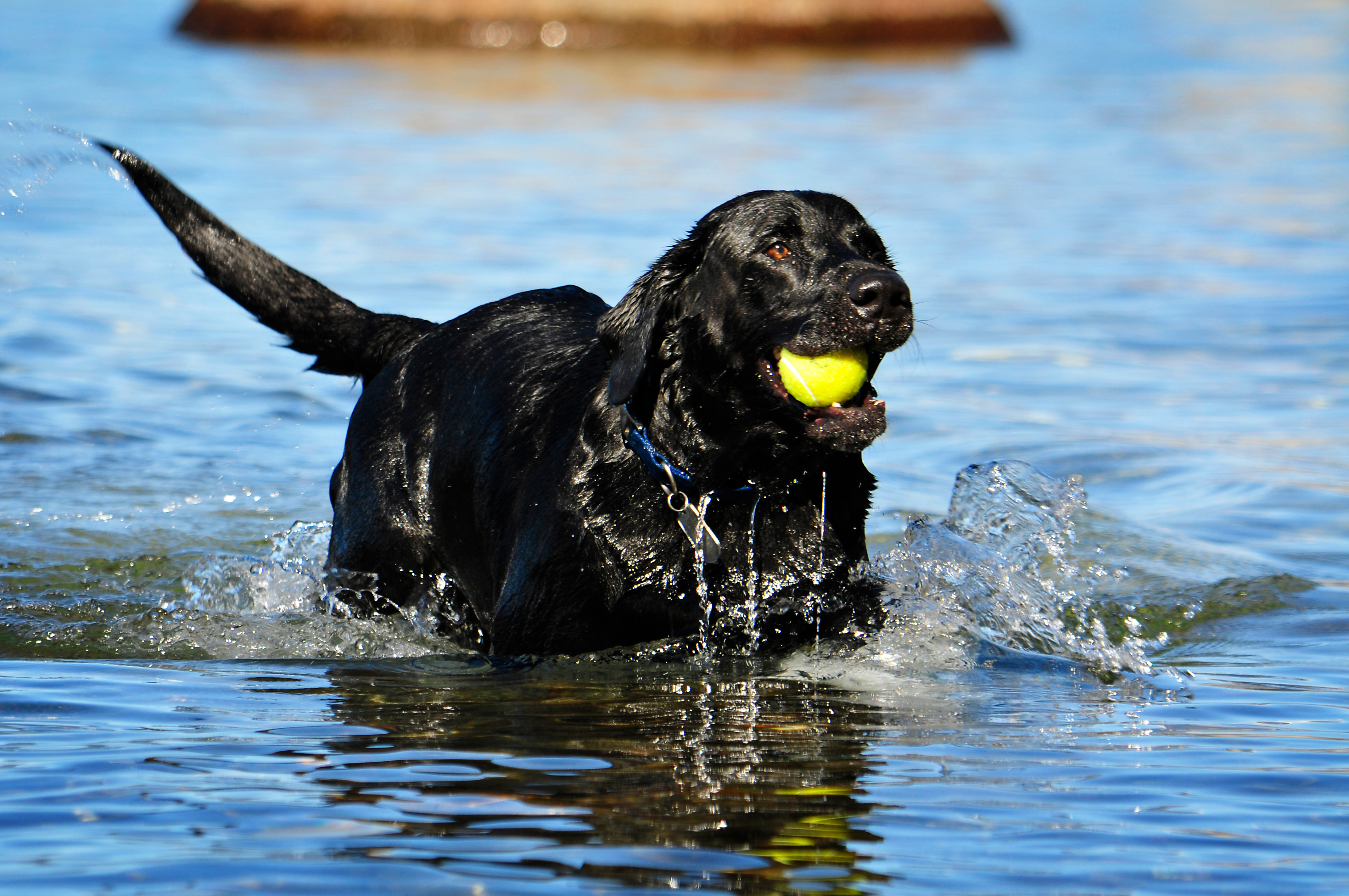 How To Keep Gnats Away From Dogs Ears