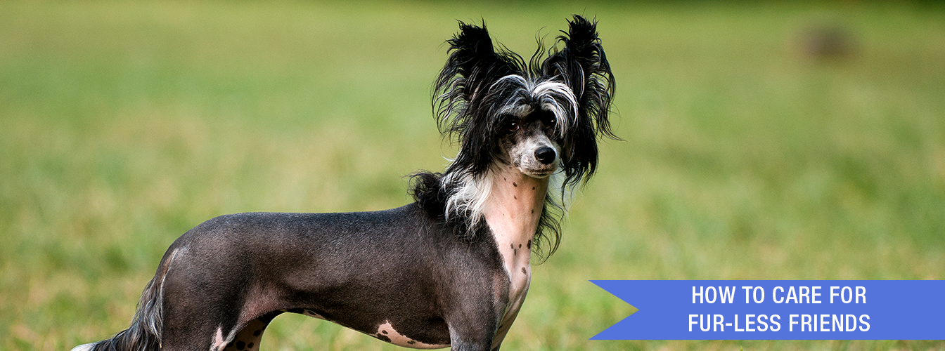 How to Care for Fur-Less Friends at Menards®