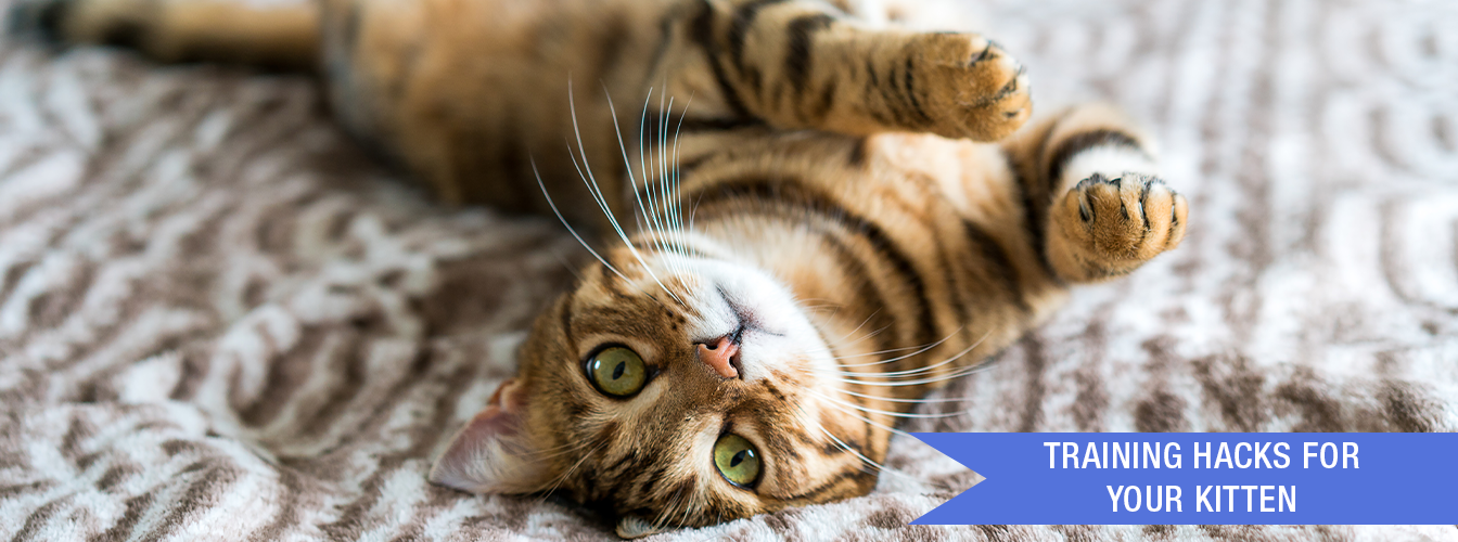 Training Hacks for Your Kitten at Menards®