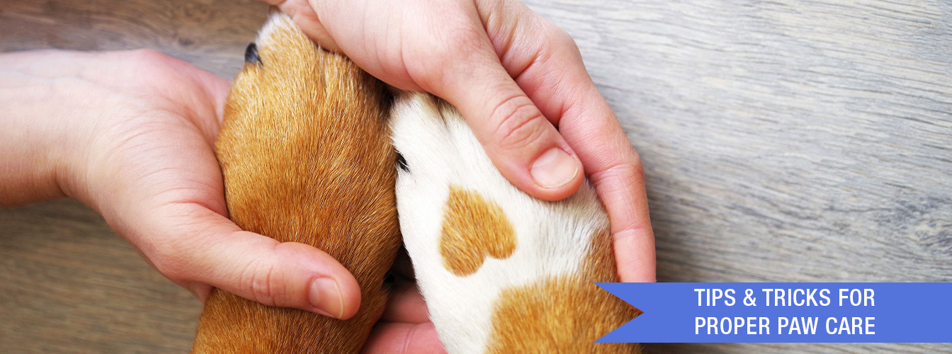Tips & Tricks for Proper Paw Care at Menards®