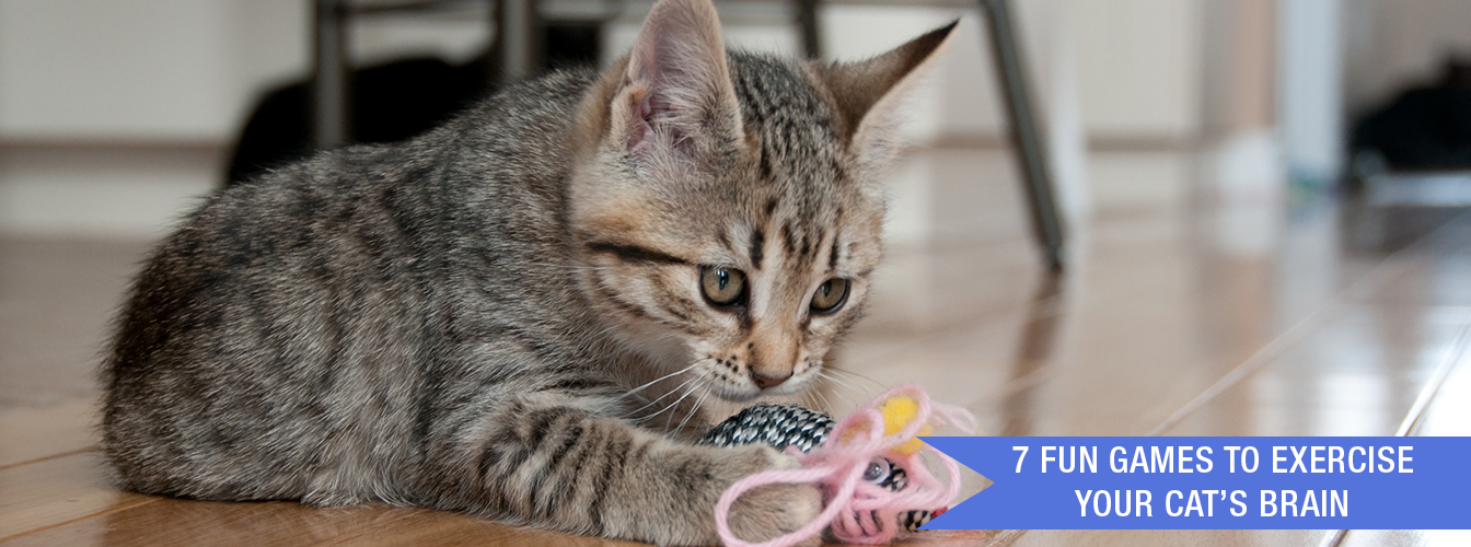 7 Fun Games to Exercise Your Cat’s Brain at Menards®
