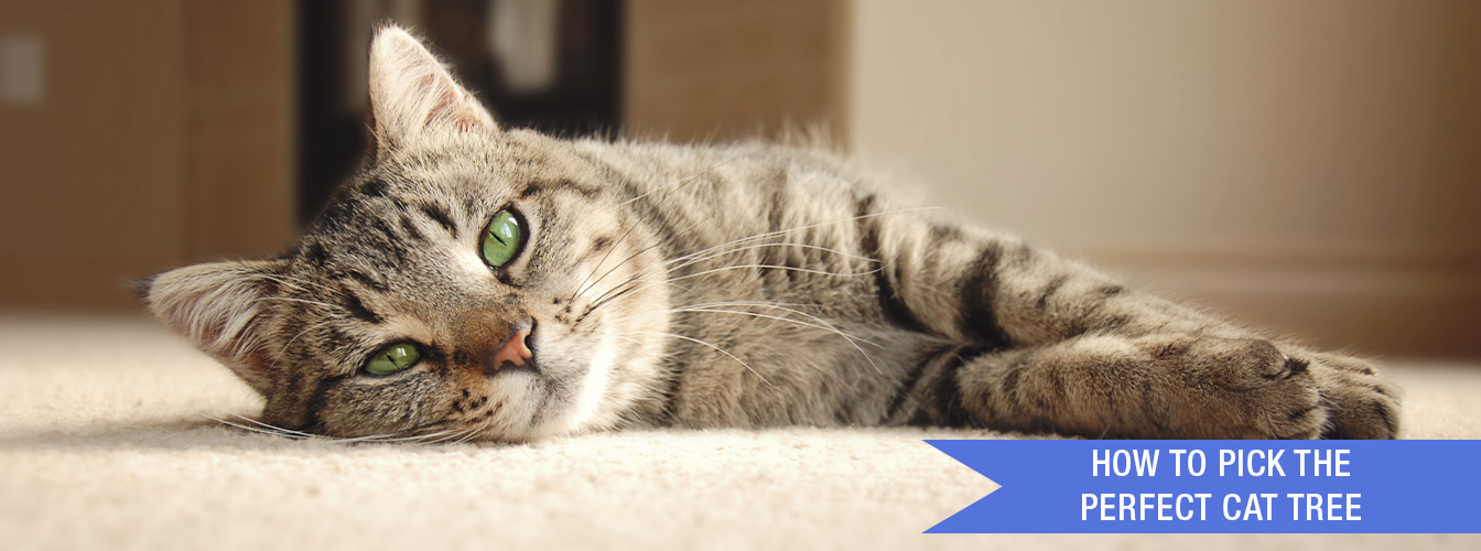 How to Pick the Perfect Cat Tree at Menards®