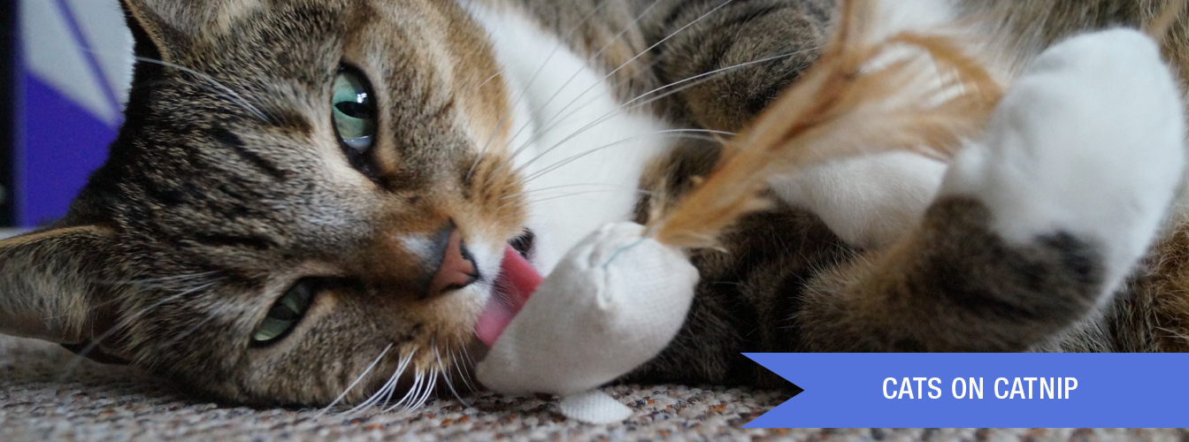 Cats on Catnip at Menards®