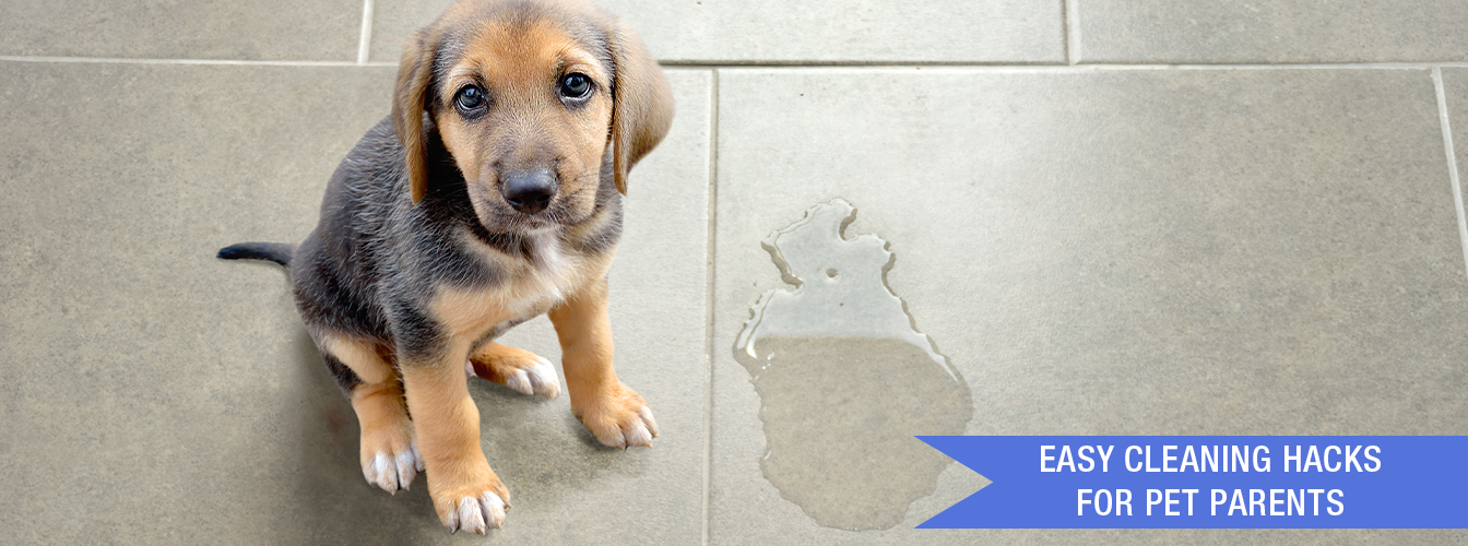 Easy Cleaning Hacks for Pet Parents at Menards®