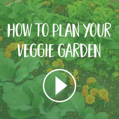 Bonnie Plants at Menards®