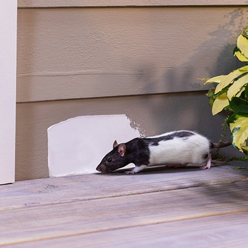 Flex Seal at Menards®