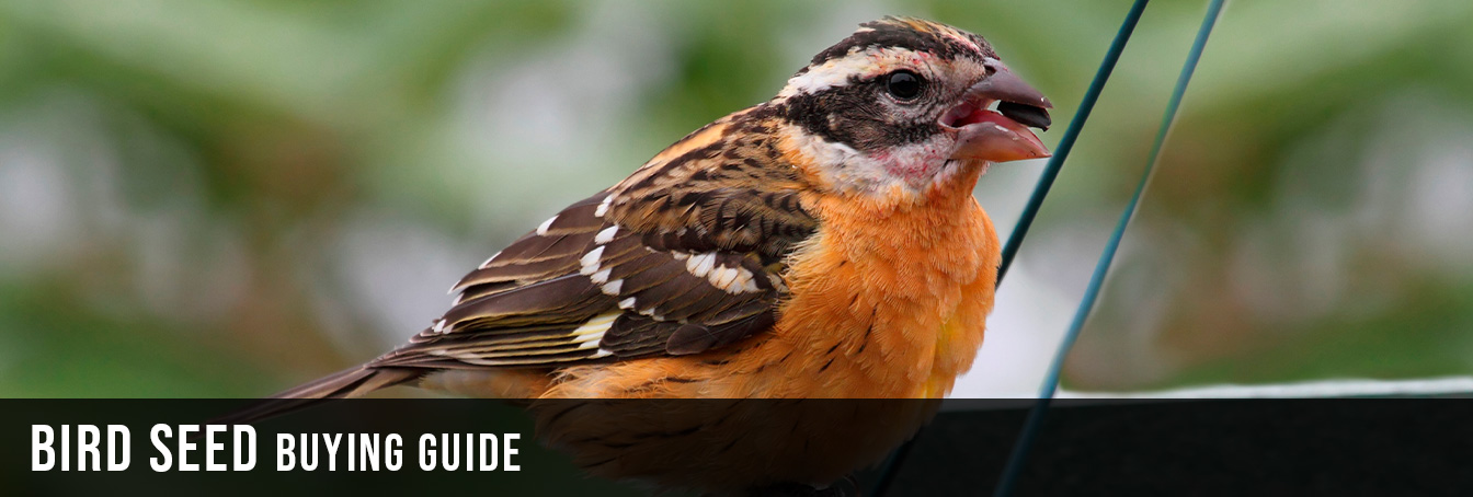 Bird Seed Buying Guide at Menards®