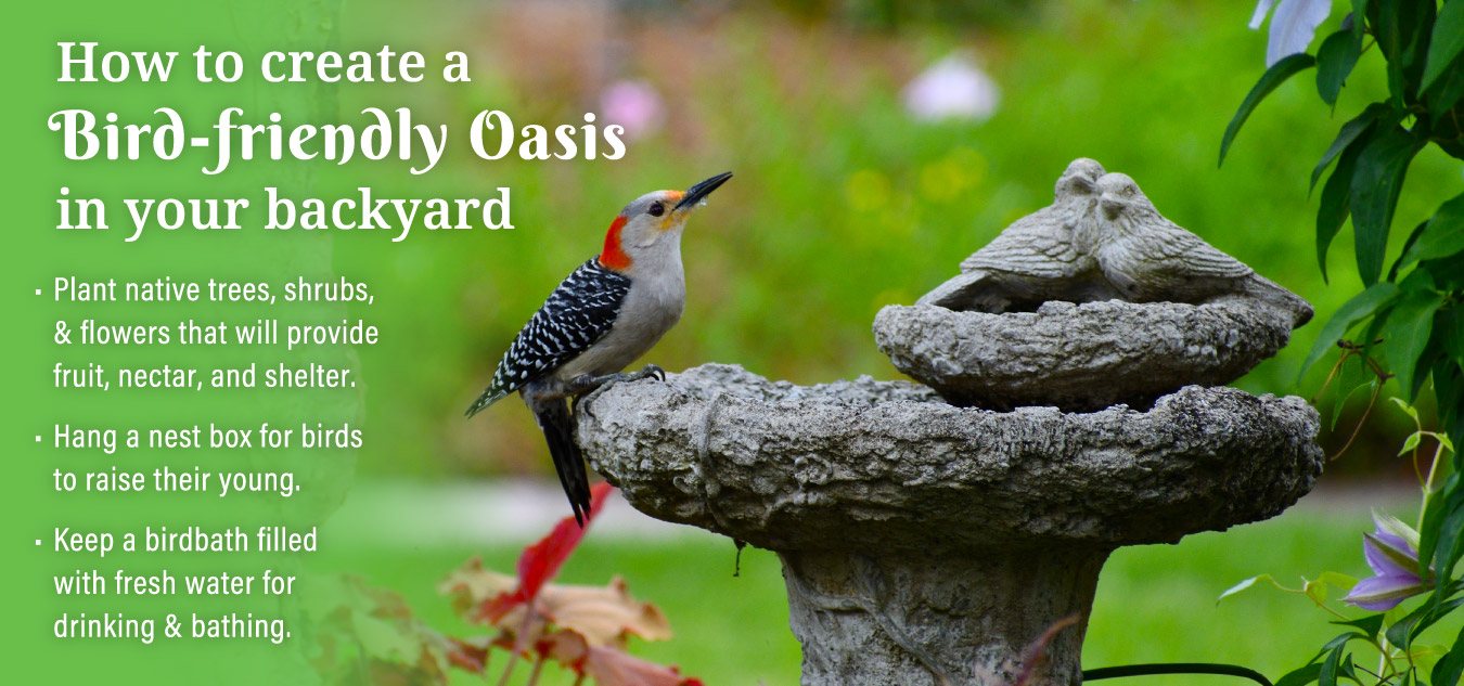 Enchanted Garden Bird Seed at Menards®