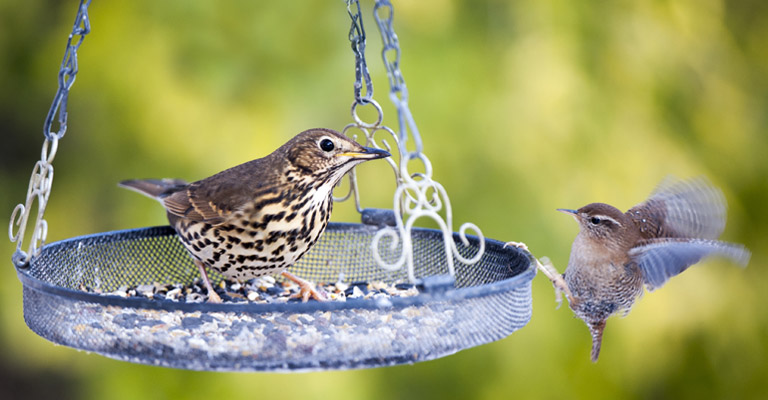 Enchanted Garden Bird Seed at Menards®