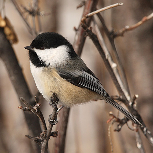 Pet & Wildlife at Menards®